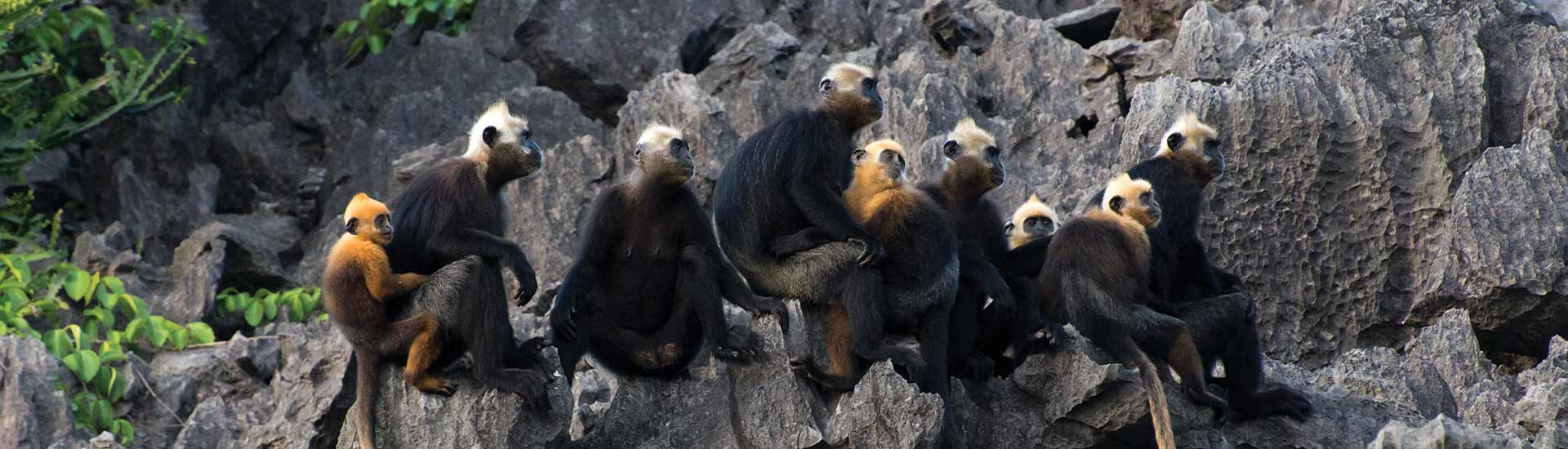 Cat Ba Langur Conservation Project: Only 53 Individuals Remaining ...